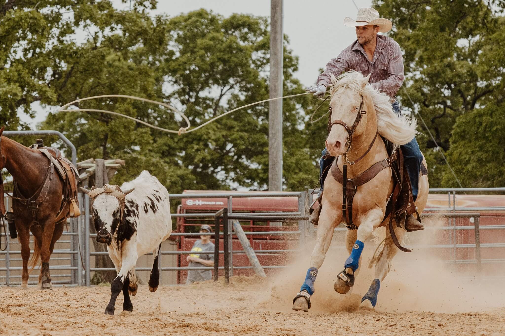 Jayde Slade Horses | Jayde Slade Preformance Horses