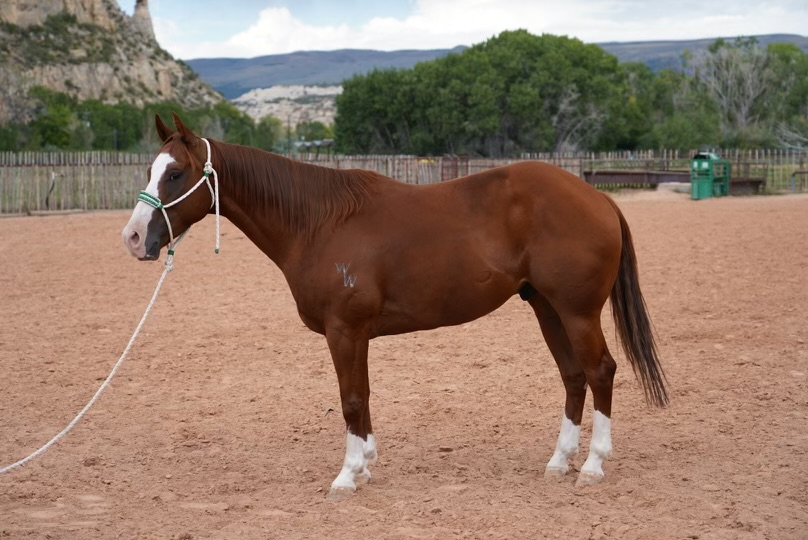 Posty | Jayde Slade Preformance Horses