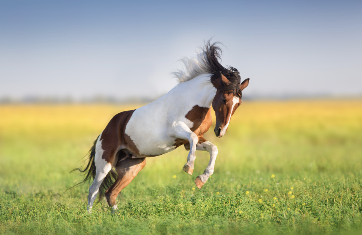 Fascinating Horse Facts You Need To Know | Jayde Slade Preformance Horses