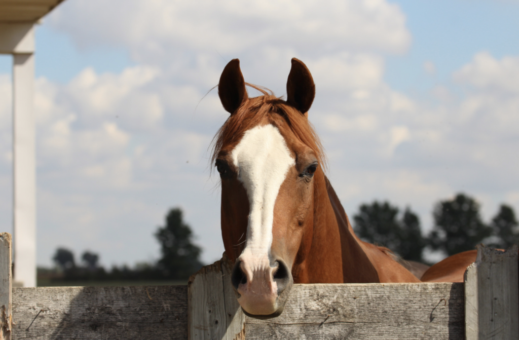 Best Horse Breeds for Beginners: What to Know Before You Buy | Jayde ...